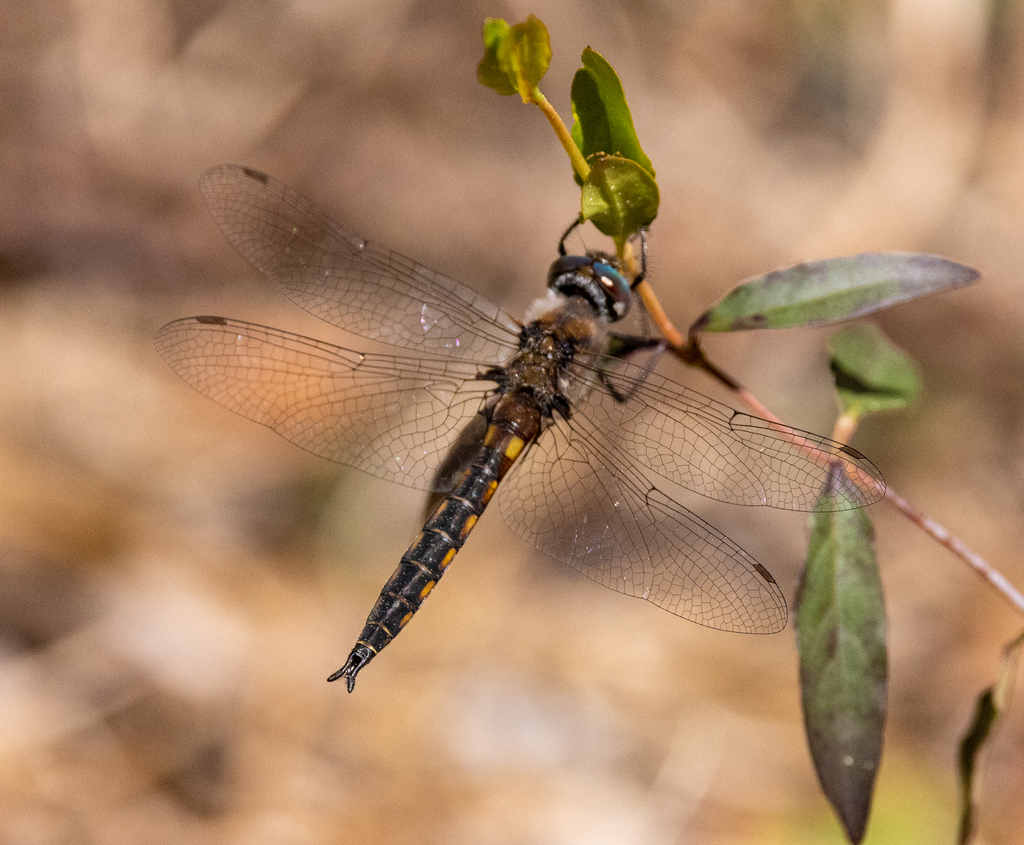 Common Baskettail from Ponderosa Trail, Bladen County, NC, USA on March ...