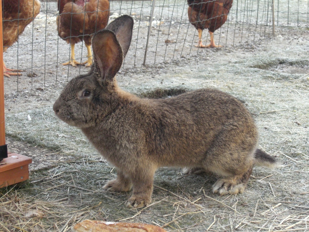 Domestic Rabbit (Oryctolagus cuniculus domesticus) - Know Your Mammals
