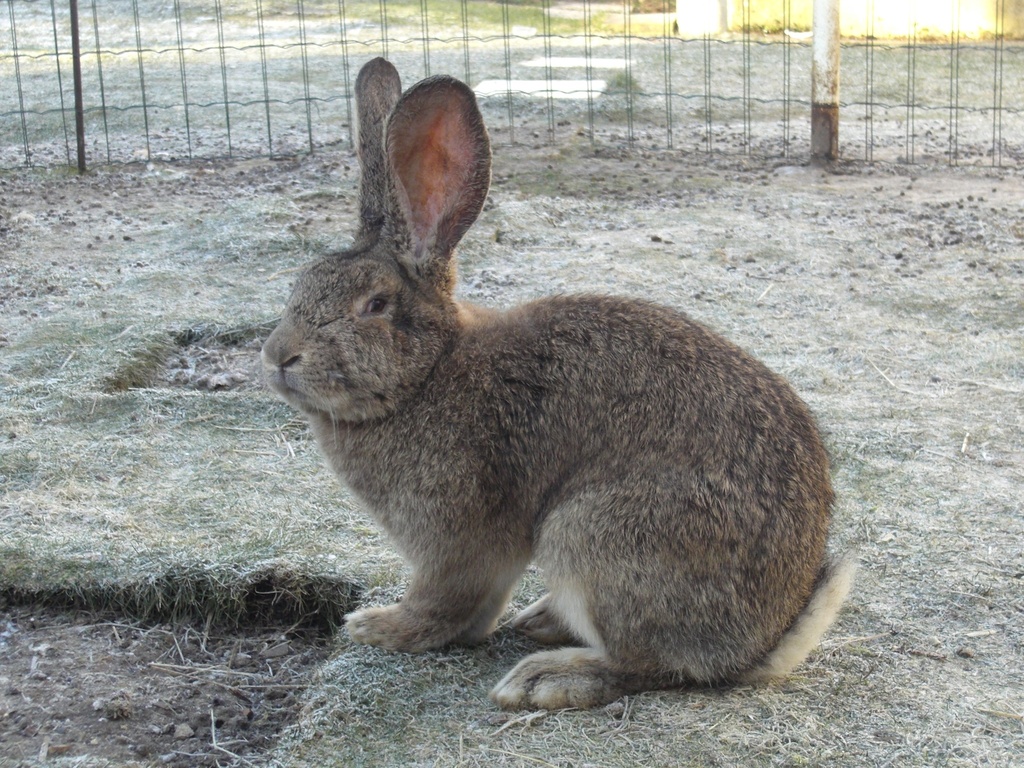 Domestic Rabbit (Oryctolagus cuniculus domesticus) - Know Your Mammals