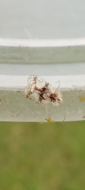 Stephanitis pyrioides (Scott, 1874)