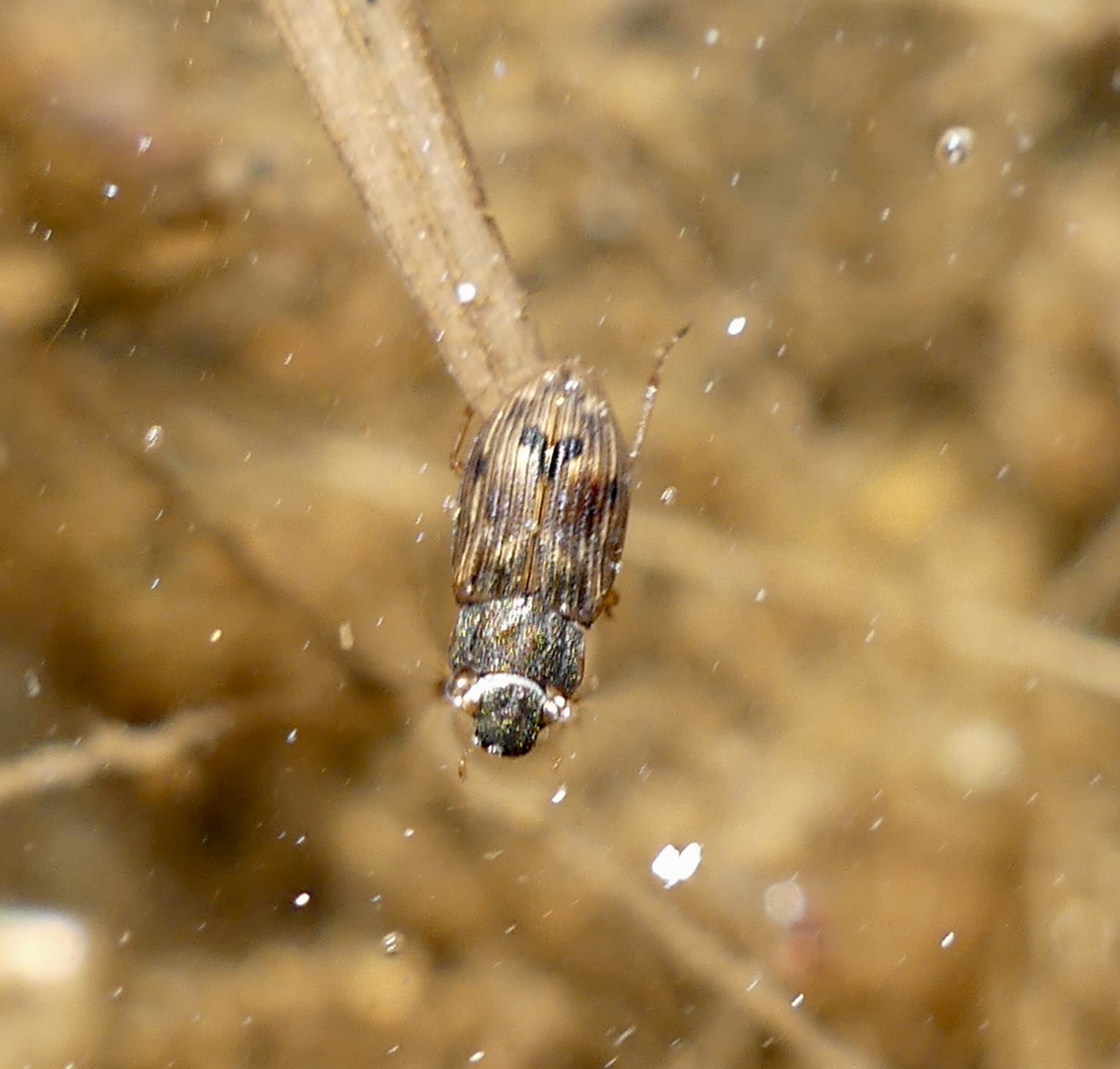 Helophoridae