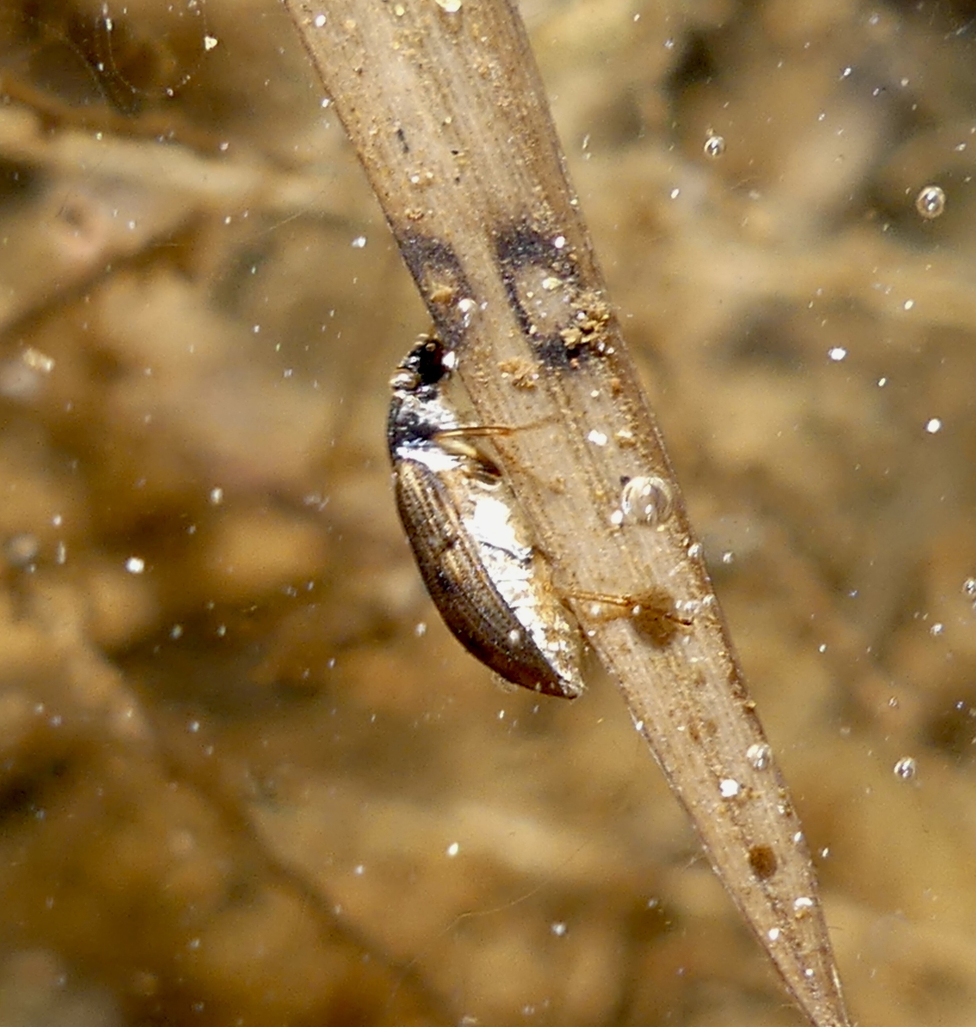 Helophoridae