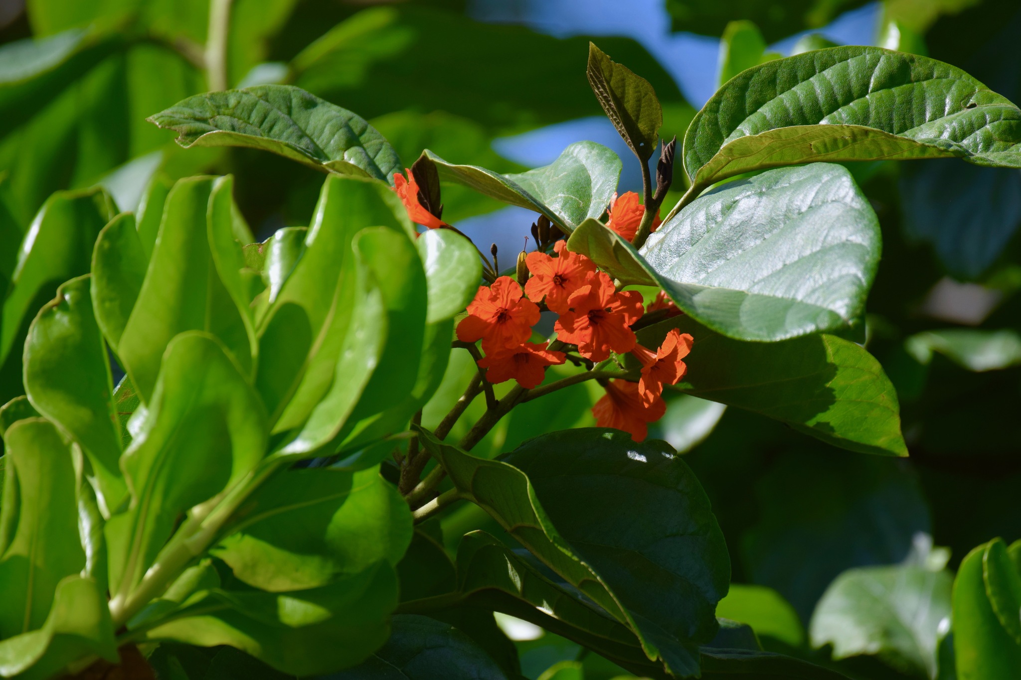 Cordia dodecandra DC.