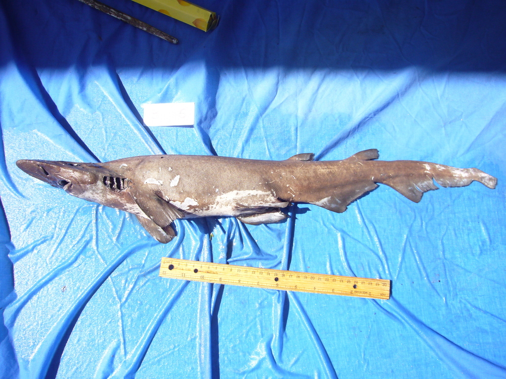 Saldanha Catshark on May 10, 2012 at 03:11 PM by pauljclerkin · iNaturalist