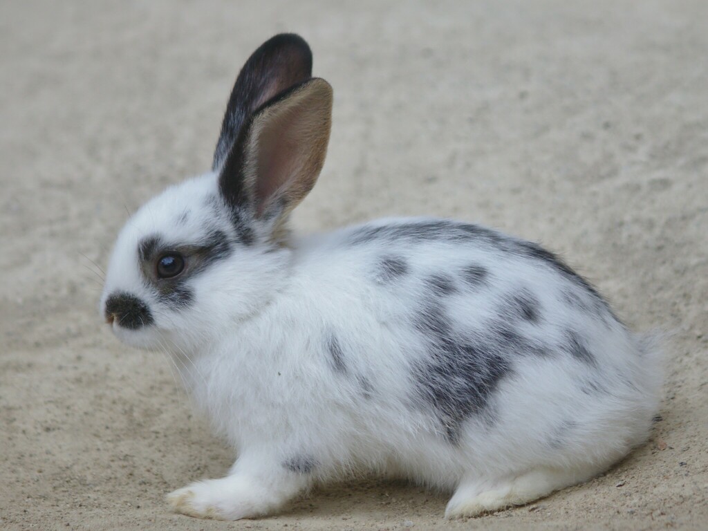 Domestic Rabbit (Oryctolagus cuniculus domesticus) - Know Your Mammals