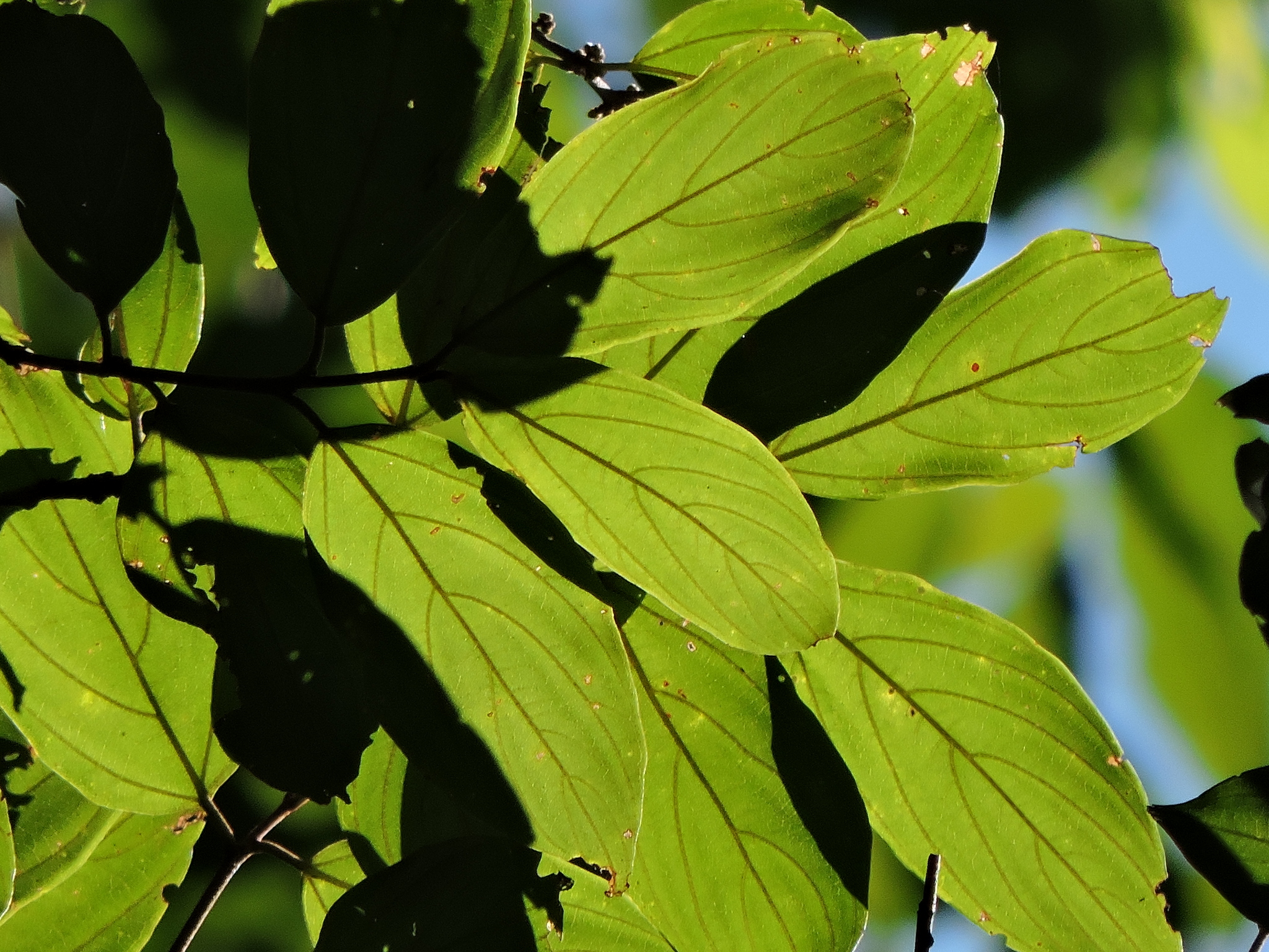 Colubrina glandulosa Perkins