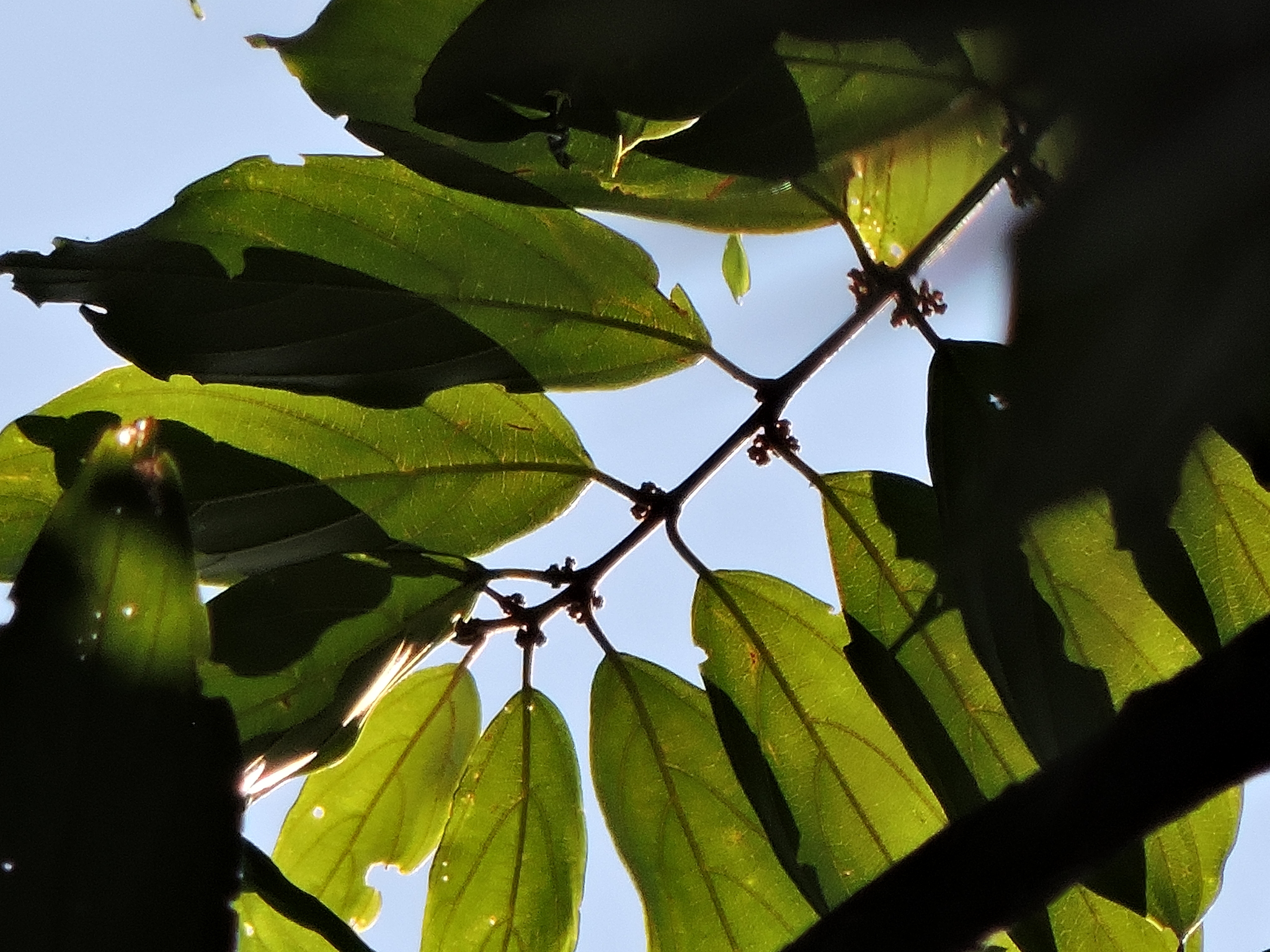 Colubrina glandulosa Perkins