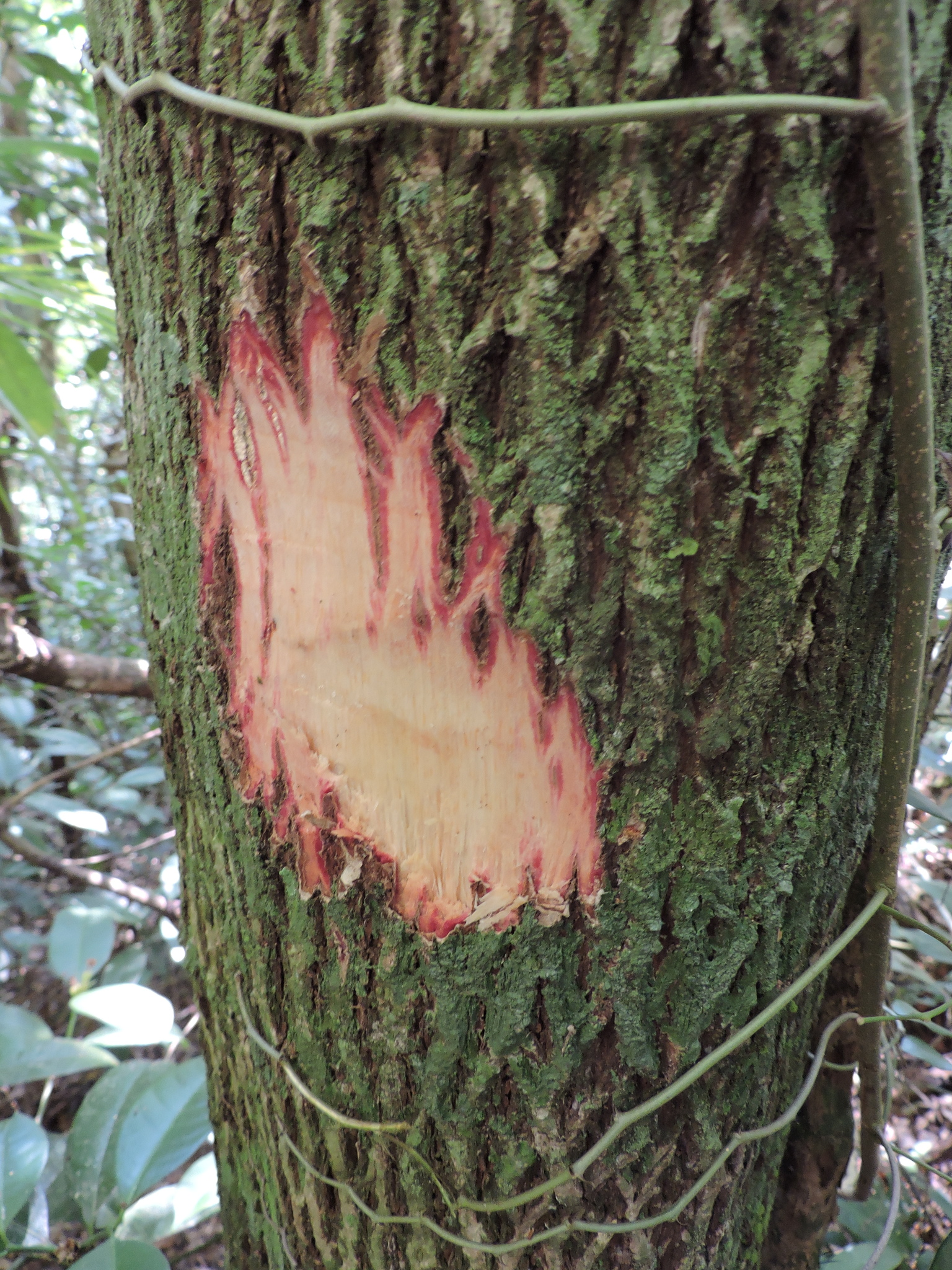 Colubrina glandulosa Perkins