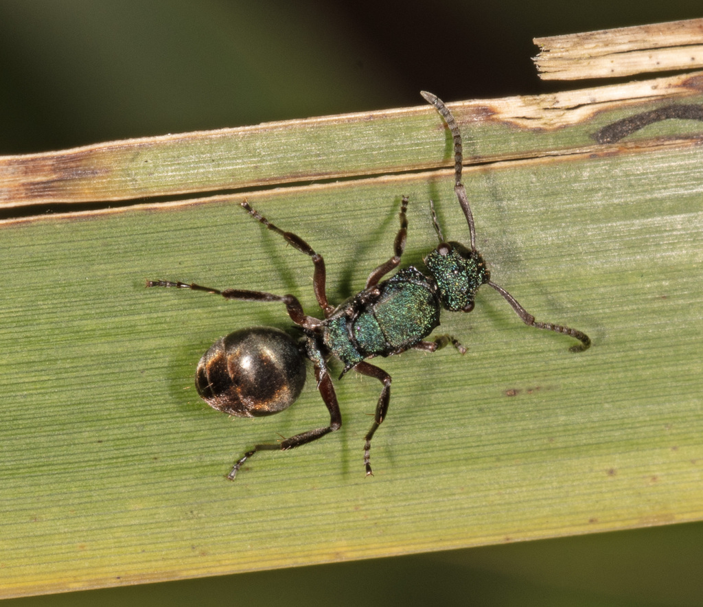 Polyrhachis hookeri from Mount Nebo QLD 4520, Australia on April 24 ...