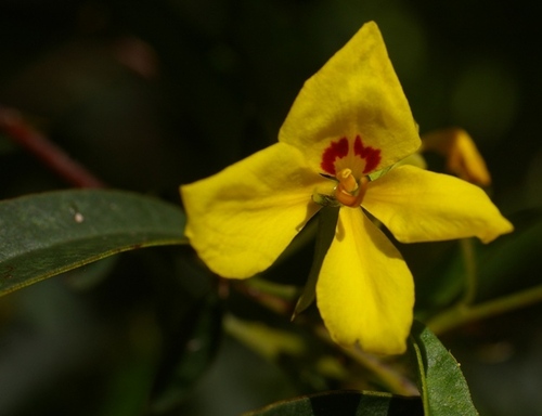 Subspecies Labichea lanceolata lanceolata · iNaturalist