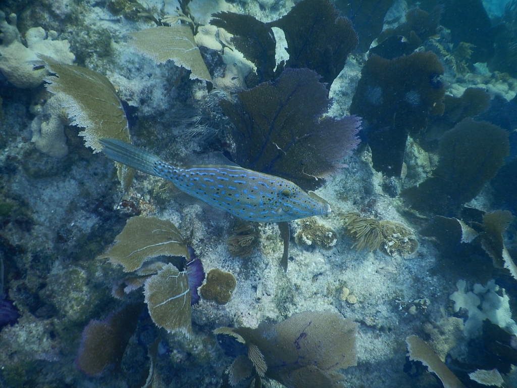 Scrawled Filefish from Monroe County, FL, USA on March 21, 2023 at 06: ...