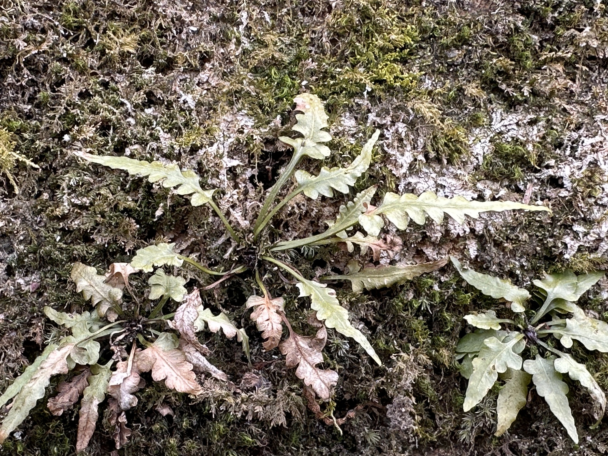 Asplenium pinnatifidum Nutt.