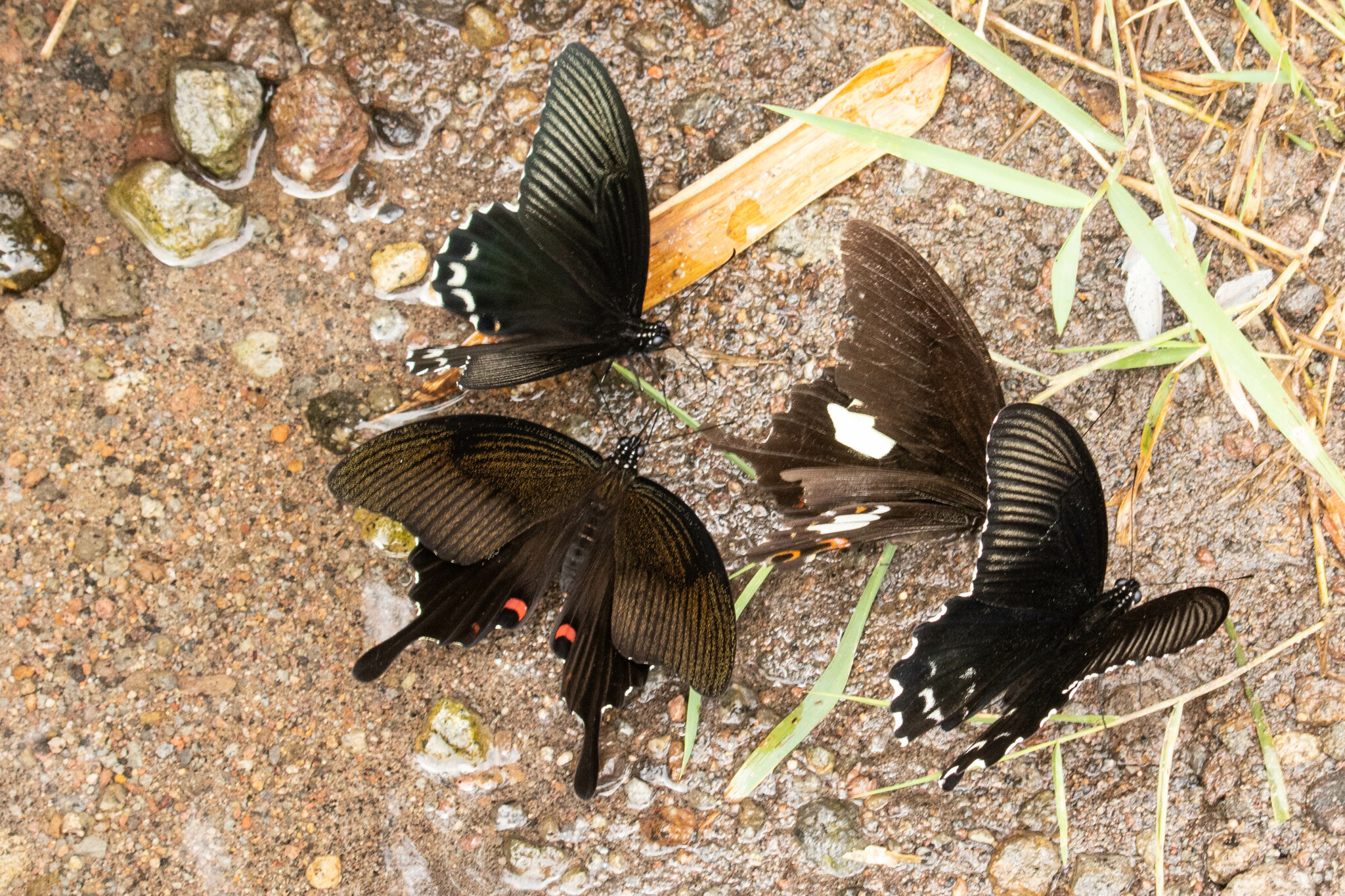 Papilio forbesi Grose-Smith, 1883