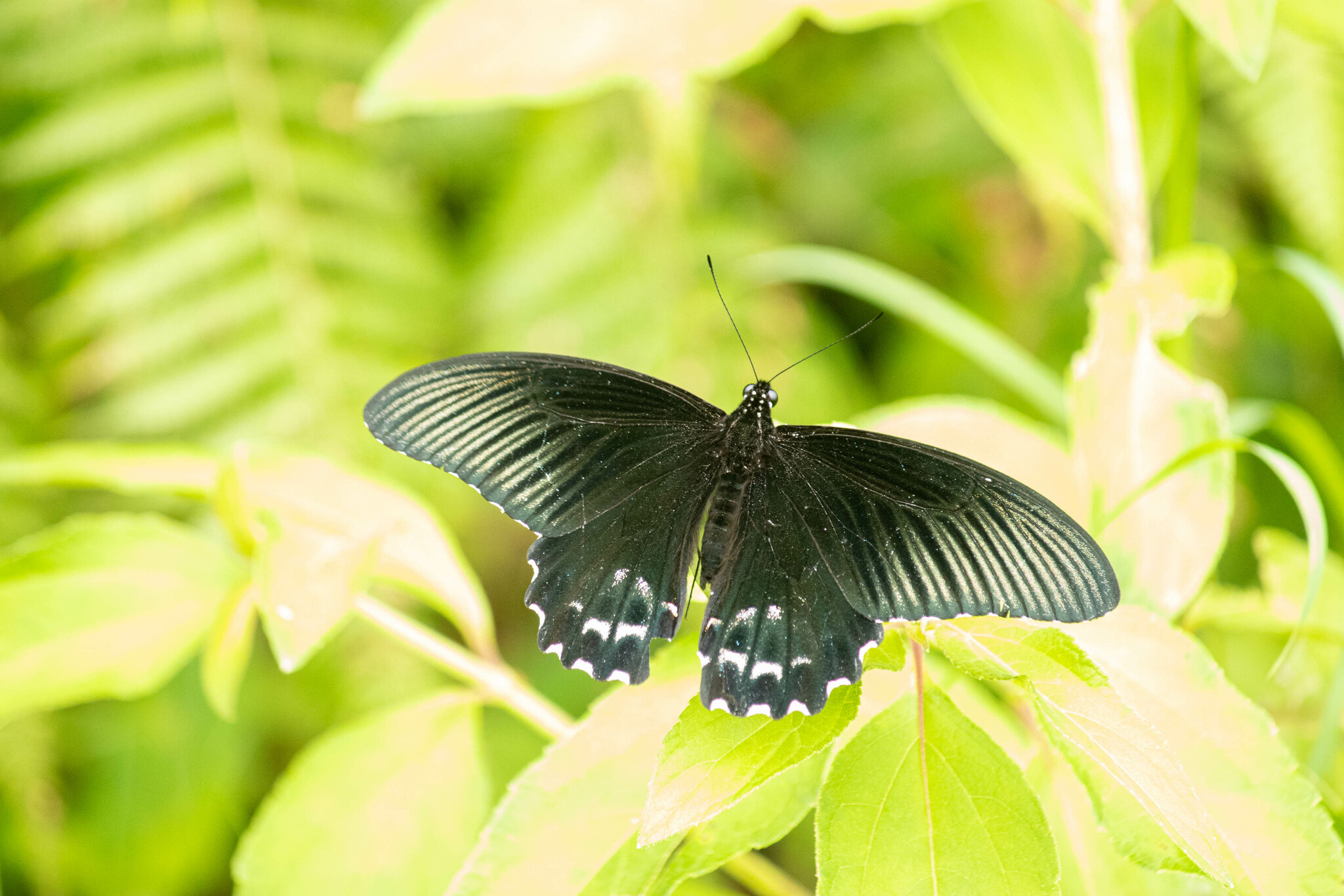 Papilio forbesi Grose-Smith, 1883