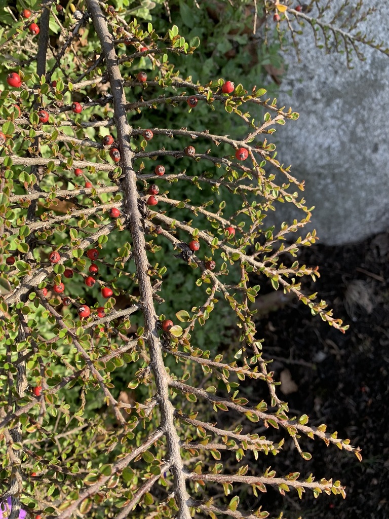Wall cotoneaster from Oaklands, Victoria, BC, Canada on March 18, 2023 ...