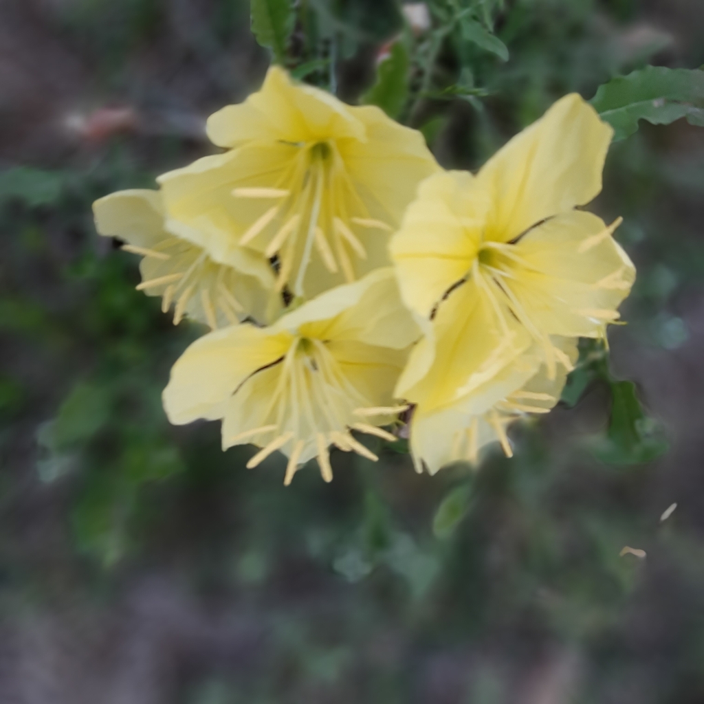 Stemless Evening Primrose from Brownwood, TX 76801, USA on March 21 ...