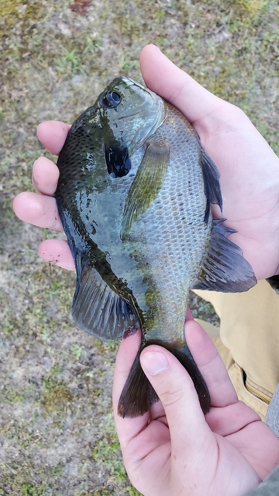 Bluegill from Coffee County, AL, USA on March 21, 2023 at 06:49 PM by ...