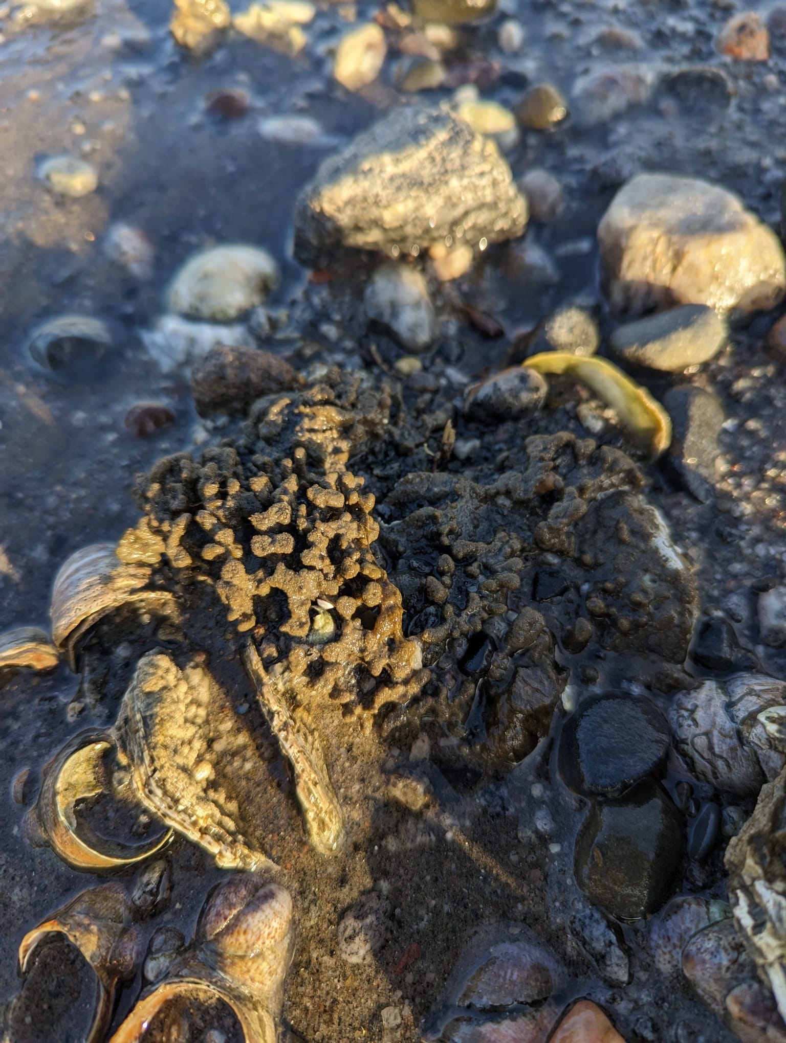 Clathria prolifera (Ellis & Solander, 1786)