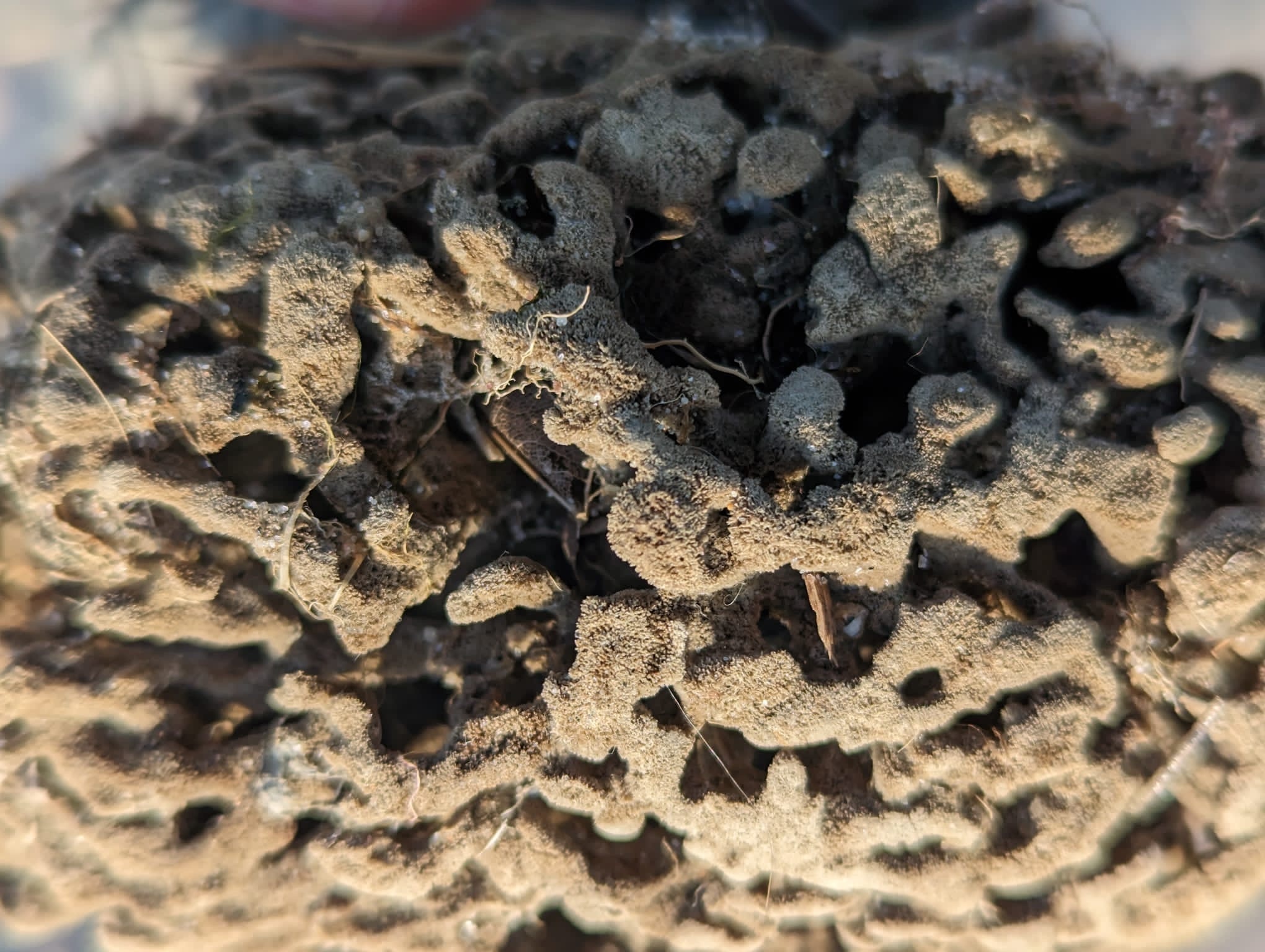 Clathria prolifera (Ellis & Solander, 1786)