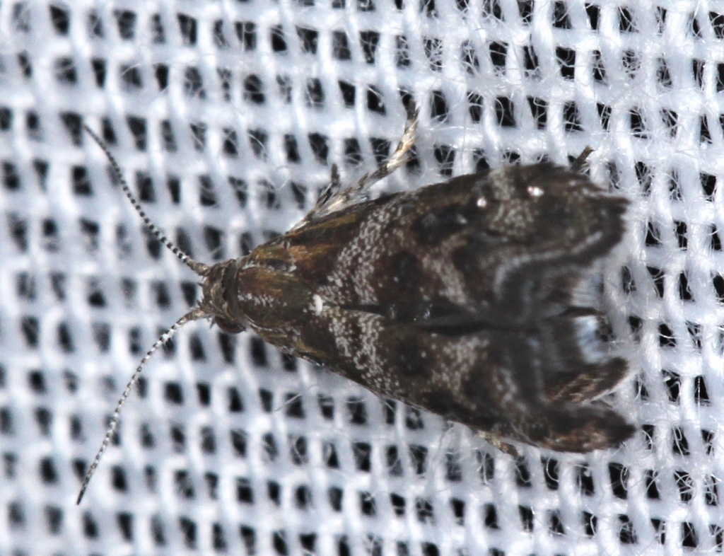 Small Thistle Moth from Morwell National Park, Fosters Gully Track ...