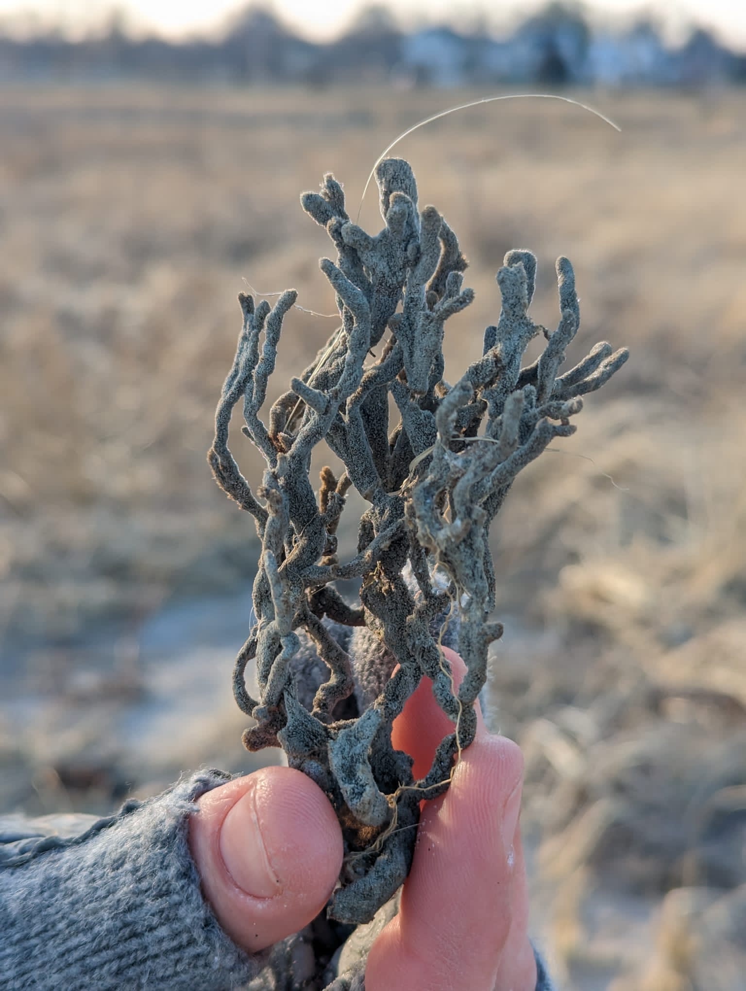 Clathria prolifera (Ellis & Solander, 1786)