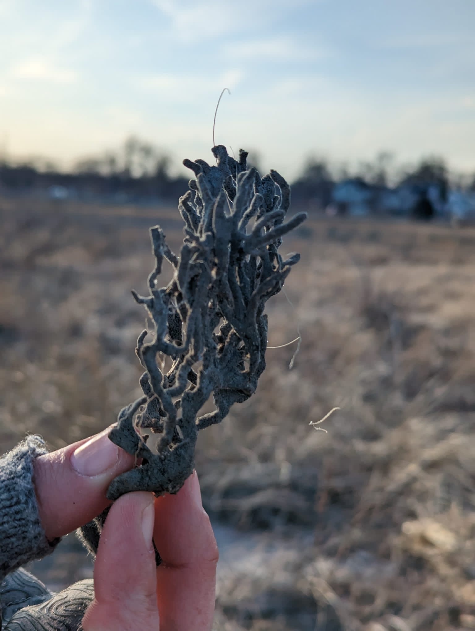 Clathria prolifera (Ellis & Solander, 1786)