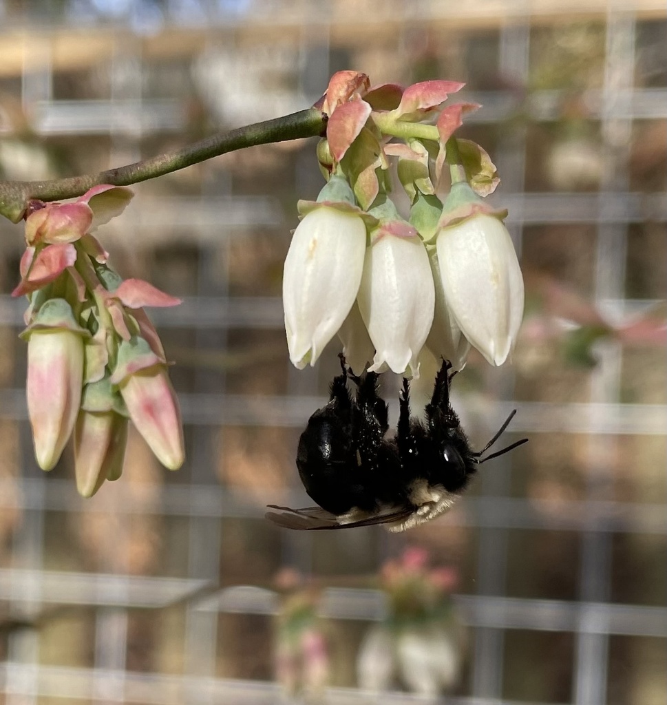 Blueberry Digger Bee from W Walker St, Kill Devil Hills, NC, US on ...