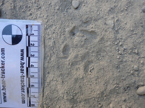 Mountain Lion Tracks – NatureTracking