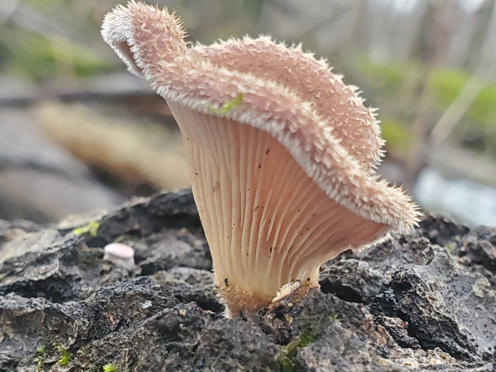 Panus neostrigosus Drechsler-Santos & Wartchow