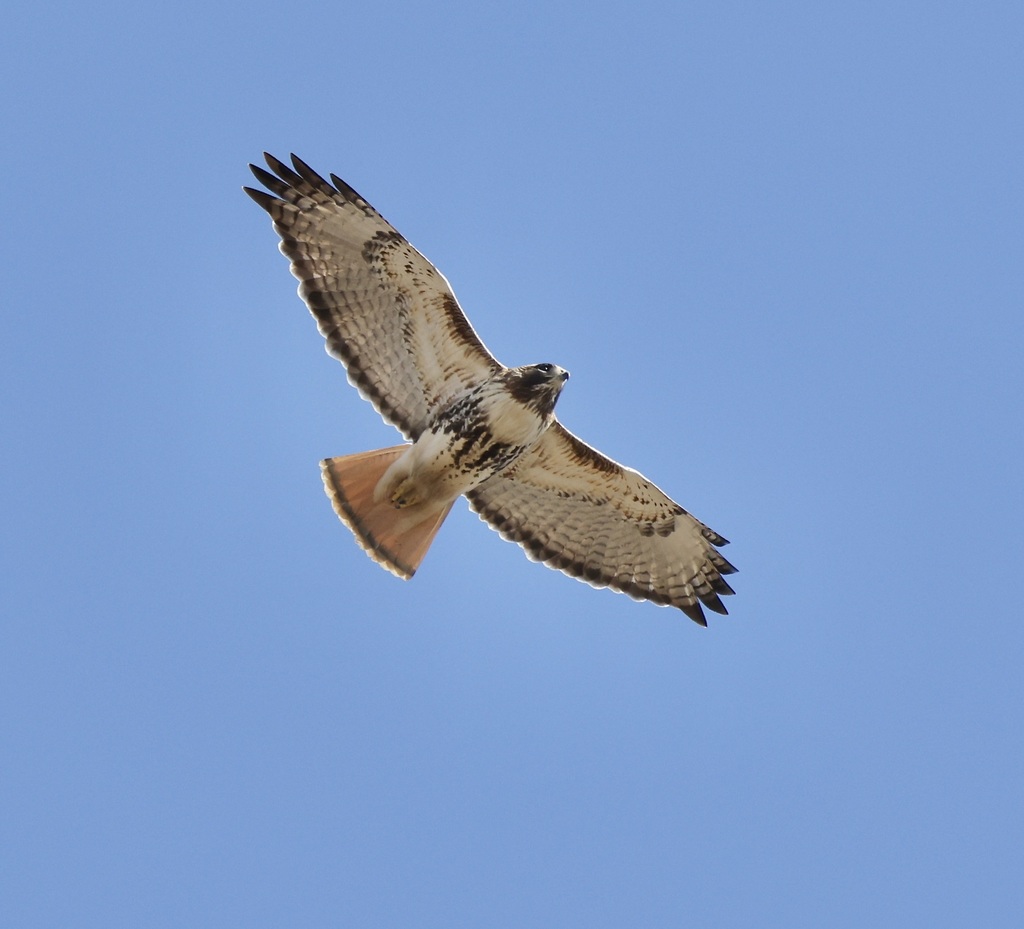 Northern Red-tailed Hawk from Lucas County, OH, USA on March 20, 2023 ...