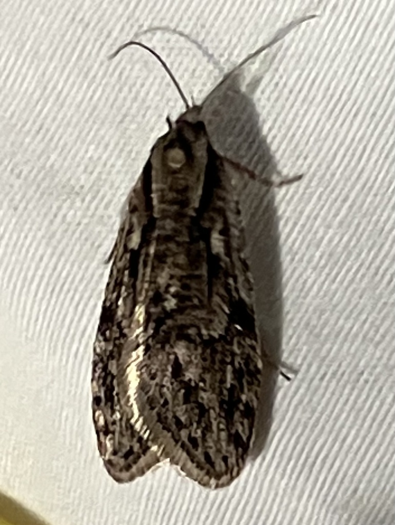 Aurora Flatbody Moth from Pennsylvania Ave, Apalachin, NY, US on March ...