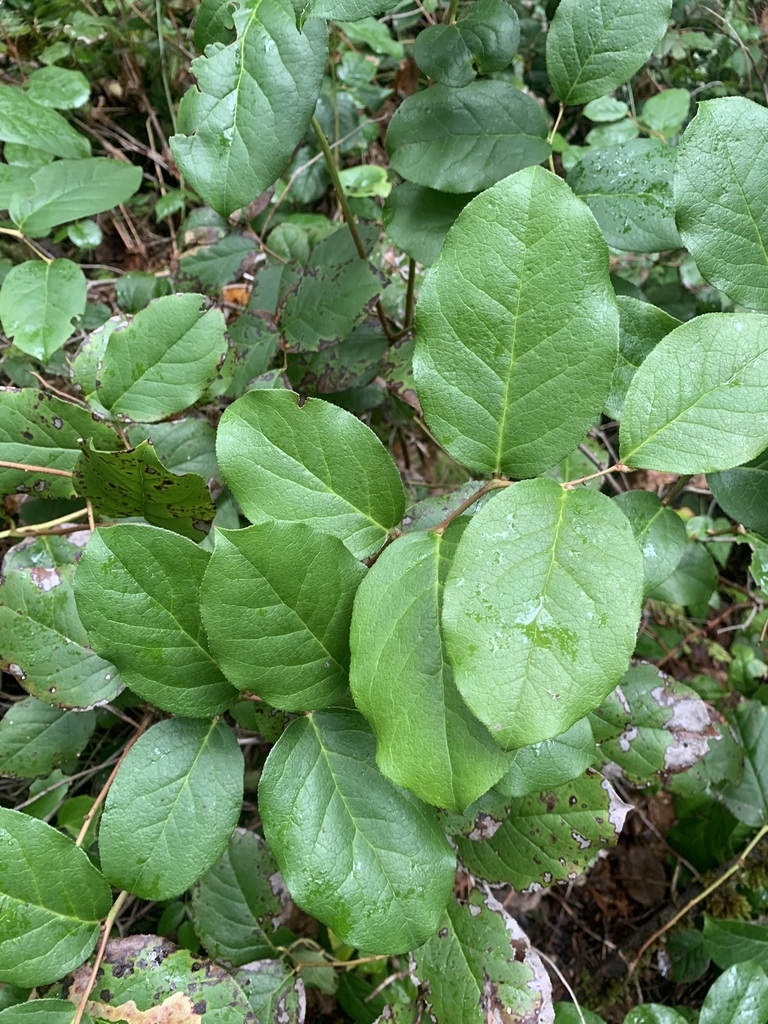 salal from Capital, BC, Canada on March 21, 2023 at 12:12 PM by ...