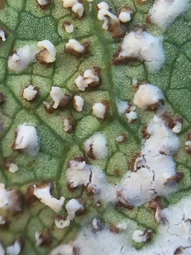 Phloeospora ulmi · iNaturalist