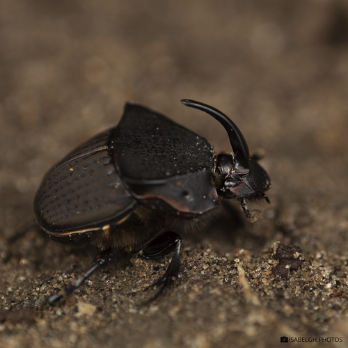 Subspecies Phanaeus meleagris minos · iNaturalist