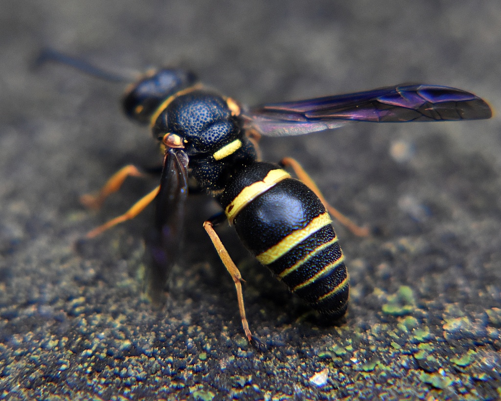 Pitted Mason Wasp (Wasps of Hymenoptera) · iNaturalist