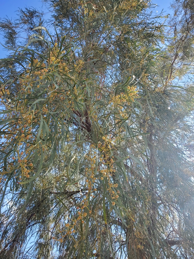 desert willow from Pittmann, Henderson, NV, USA on January 29, 2023 at ...
