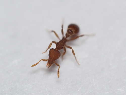 Tree-hole Mustache Ant (Strumigenys epinotalis)