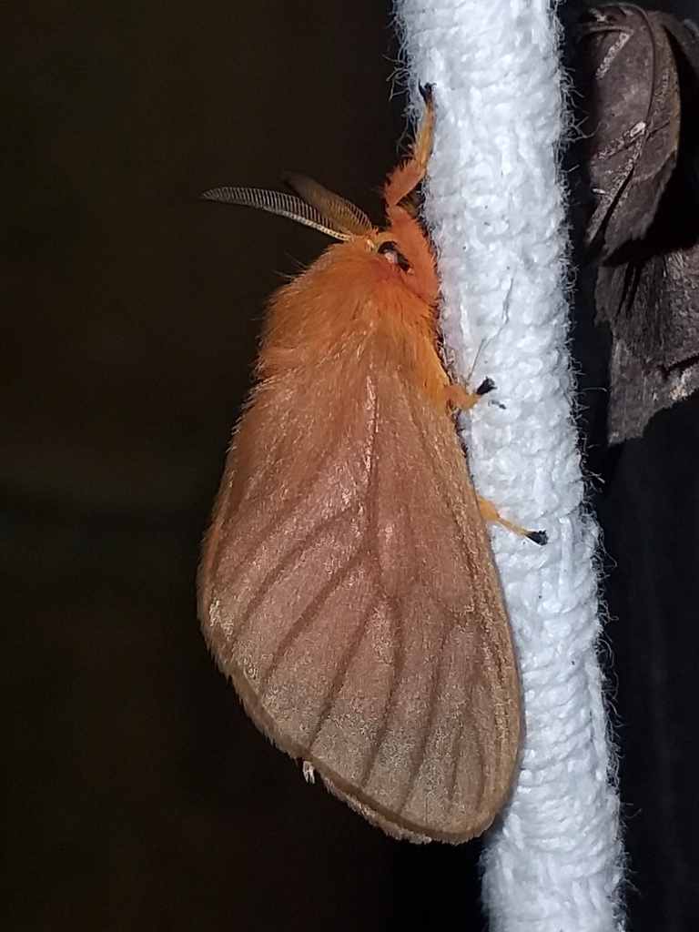 Thoscora ribbei (Moths of Sarapiqui Part 2) · iNaturalist