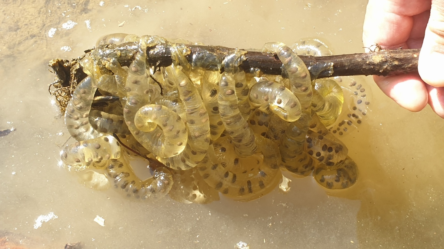 Hynobius leechii Boulenger, 1887