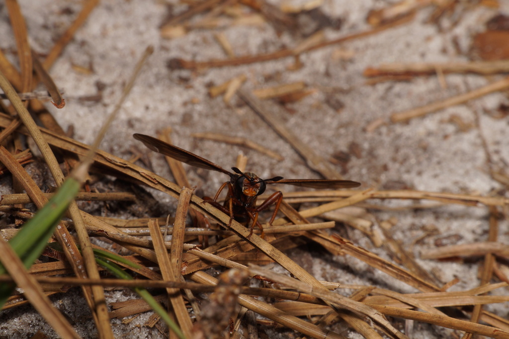 Phyllomydas parvulus from Orange County, FL, USA on March 21, 2023 at ...