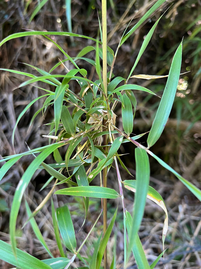 bamboos, canes, and allies from Alajuela Province, Poás, Costa Rica on ...