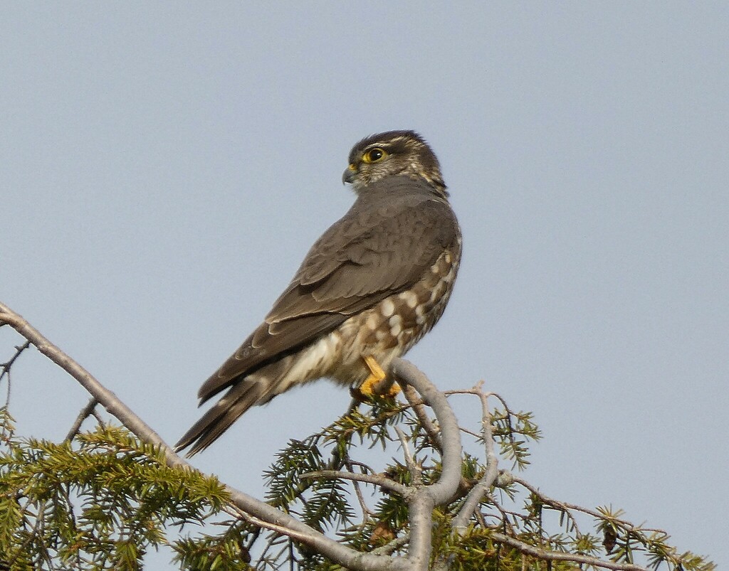 Taiga Merlin from 2580 Romig Rd, Akron, OH 44320, USA on March 21, 2023 ...