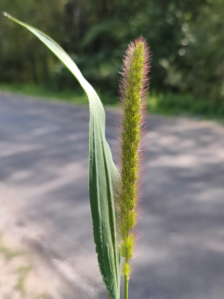 Foxtail Bristle-grass from Р4-2 (Нармуч - восток), Гусь-Хрустальный р-н ...