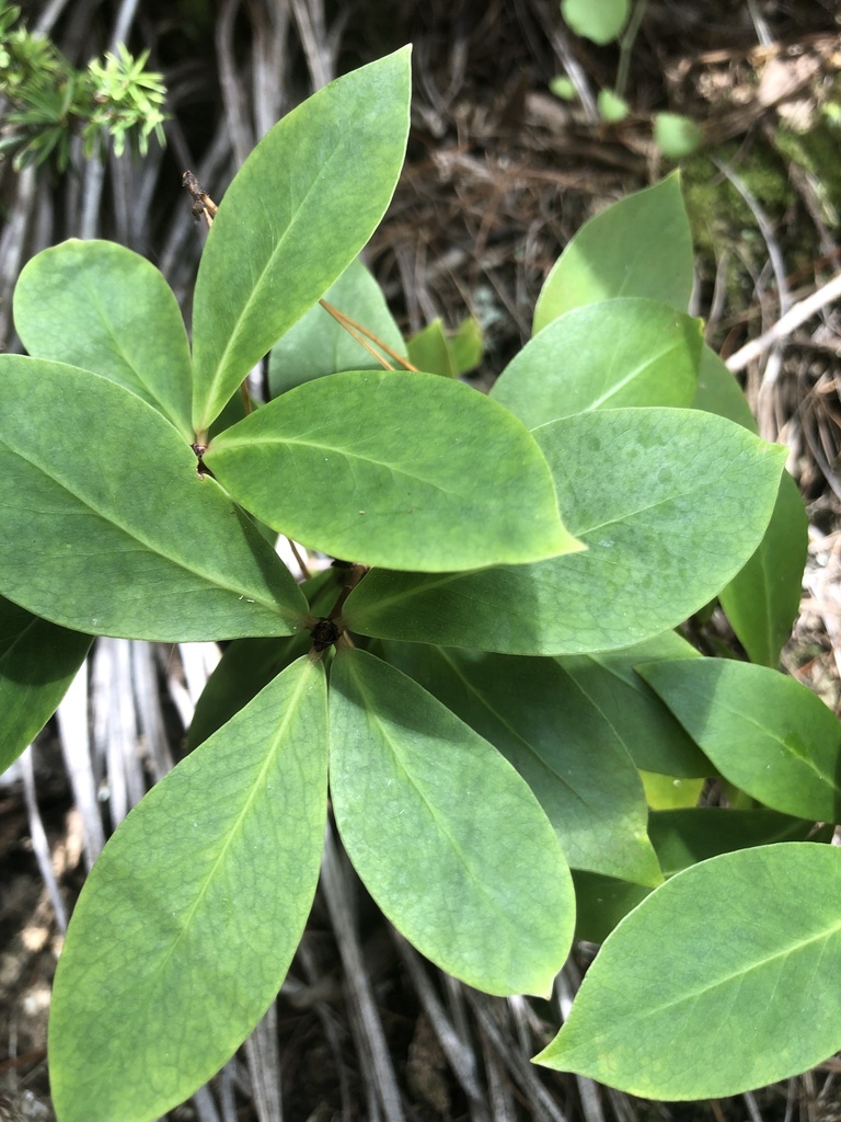 Perching kohukohu from South Pacific Ocean, North Shore Ward, Auckland ...