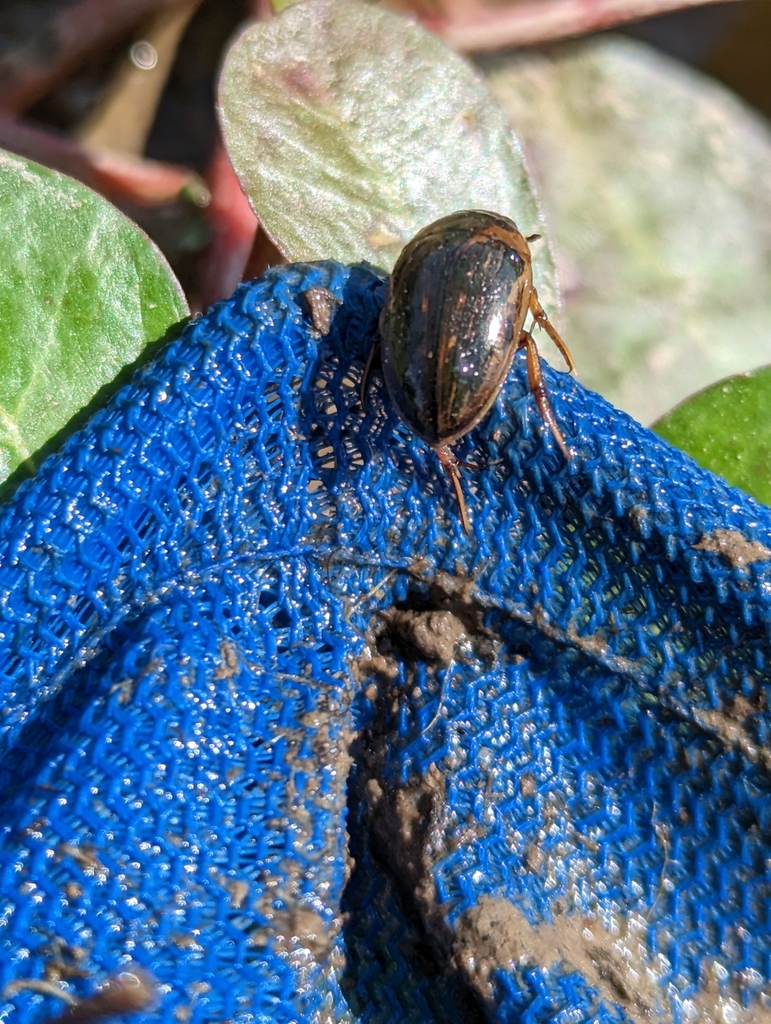 Tropisternus collaris in March 2023 by Shaun M. McCoshum · iNaturalist