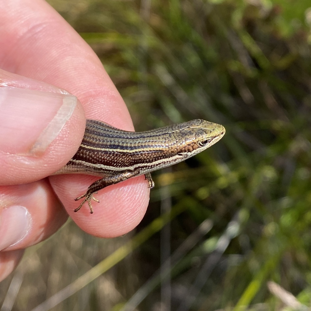 Glossy Grass Skink In March 2023 By Scott Rolph · Inaturalist