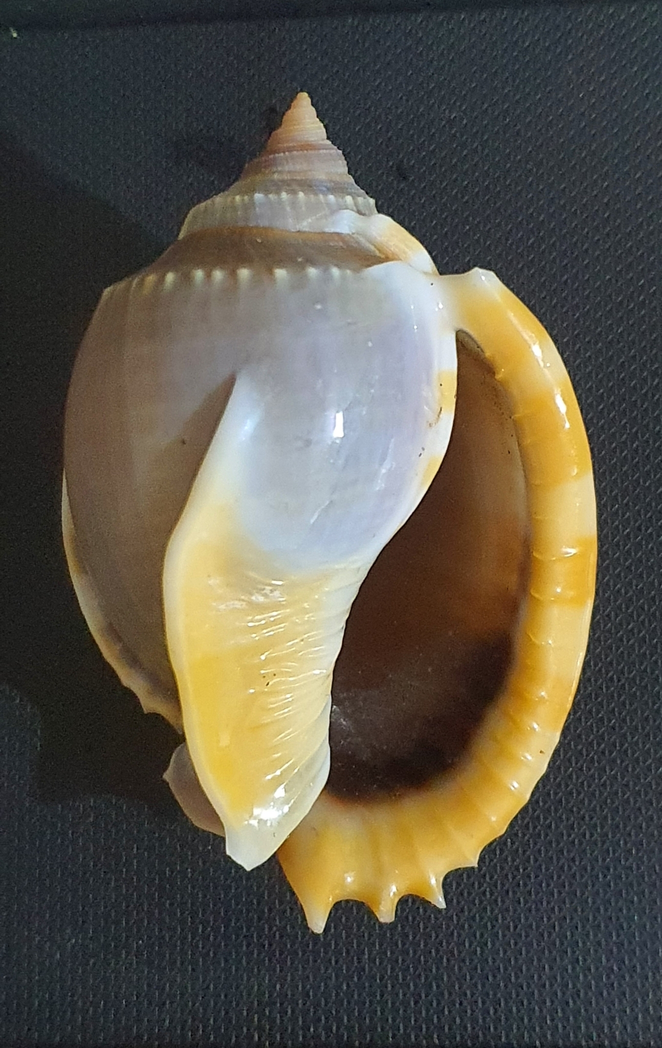 Phalium glaucum (Linnaeus, 1758)