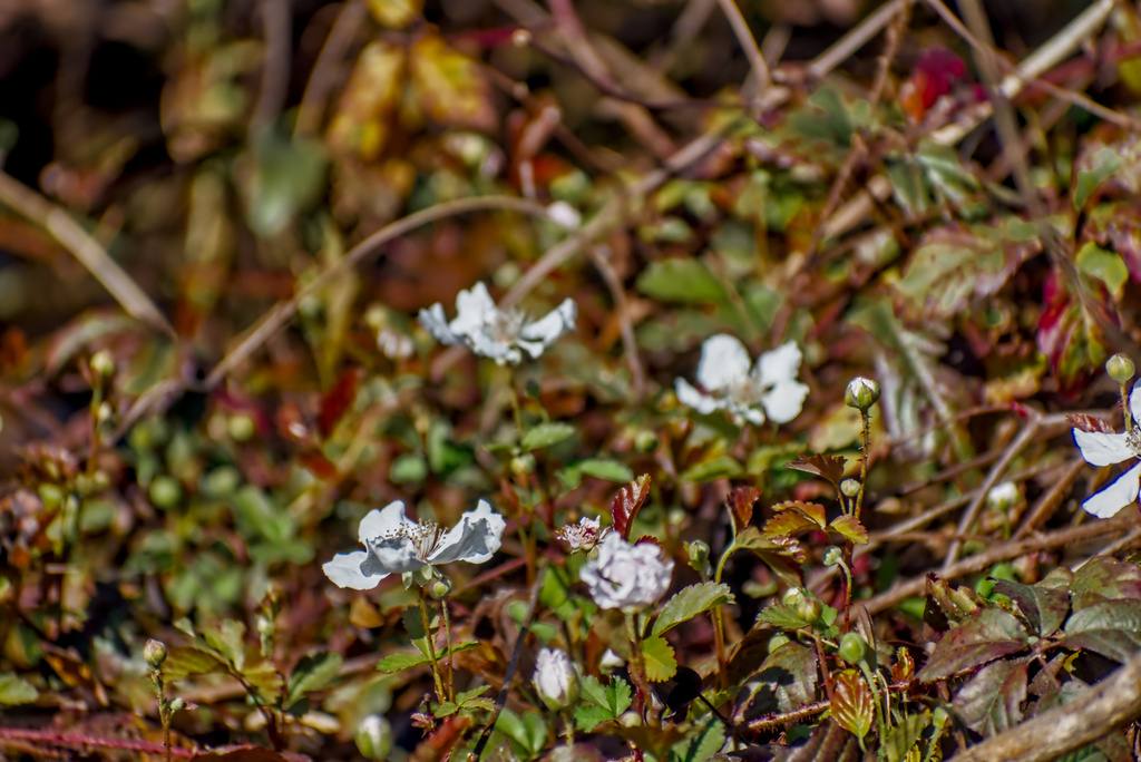 southern dewberry from Monroe, LA, USA on March 05, 2023 at 11:47 AM by ...