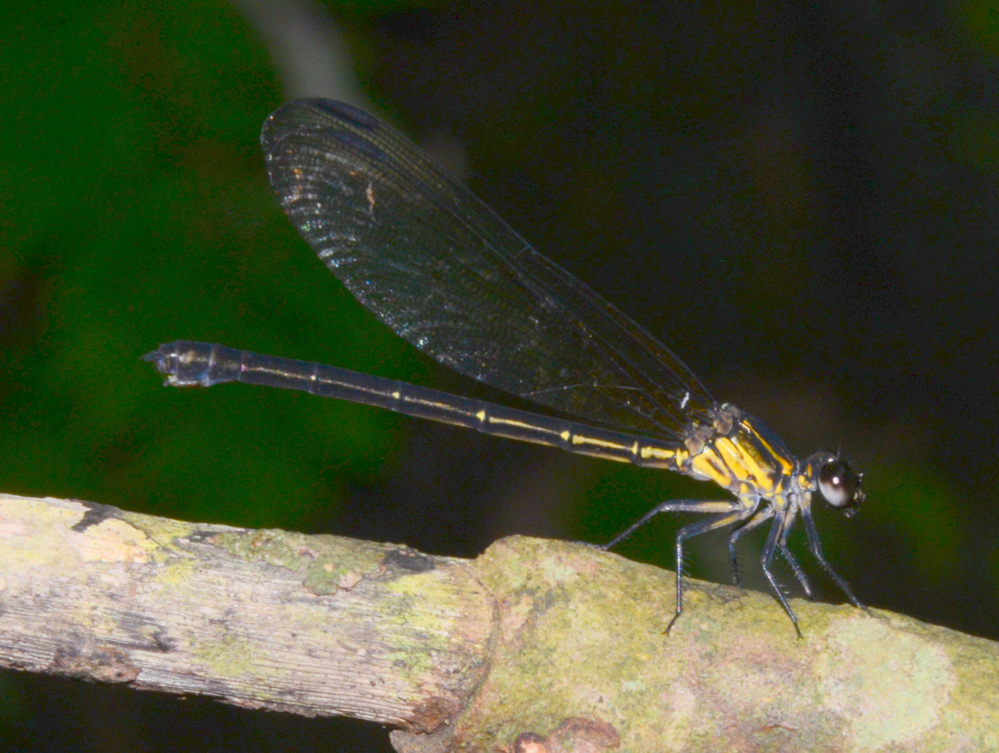 Euphaea variegata Rambur, 1842