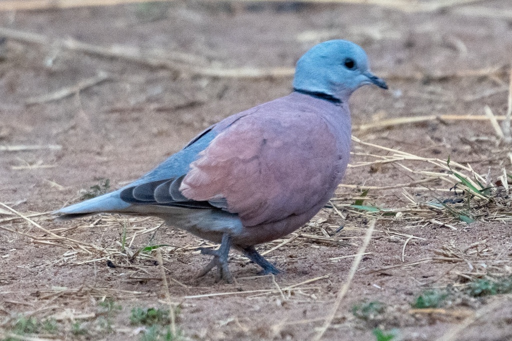 Indian red collared dove in March 2023 by Nikhil Reddy · iNaturalist